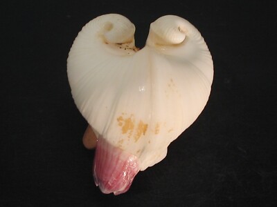 Rarely Seen...GLOSSUS MOLTKIANA w/BALANUS~40.5mm~Philippines SEASHELL ...