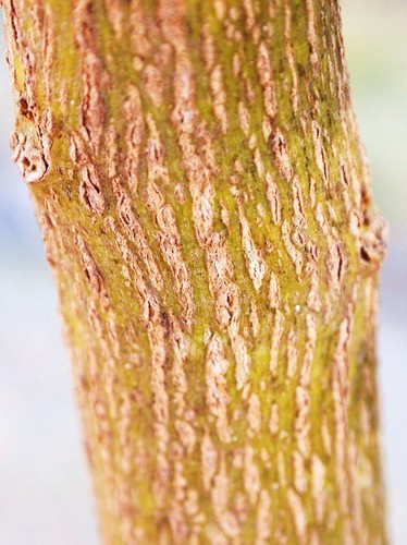 Sophora secundiflora- exoticTexas-Mountain-Laurel rare Mescal bean seed ...