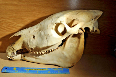 Zebra Skull African Zebra Full Skull Animal Skull African Zebra Real ...