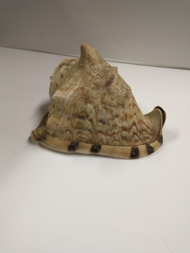 Large Seashell 7" From collection Rare and Beautiful | eBay