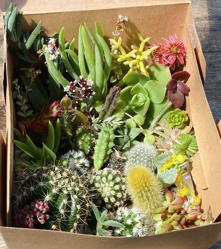 Cacti Cuttings Cactus Succulent Collectors Euphorbia Echinopsis Mixed Pack | eBay Australia