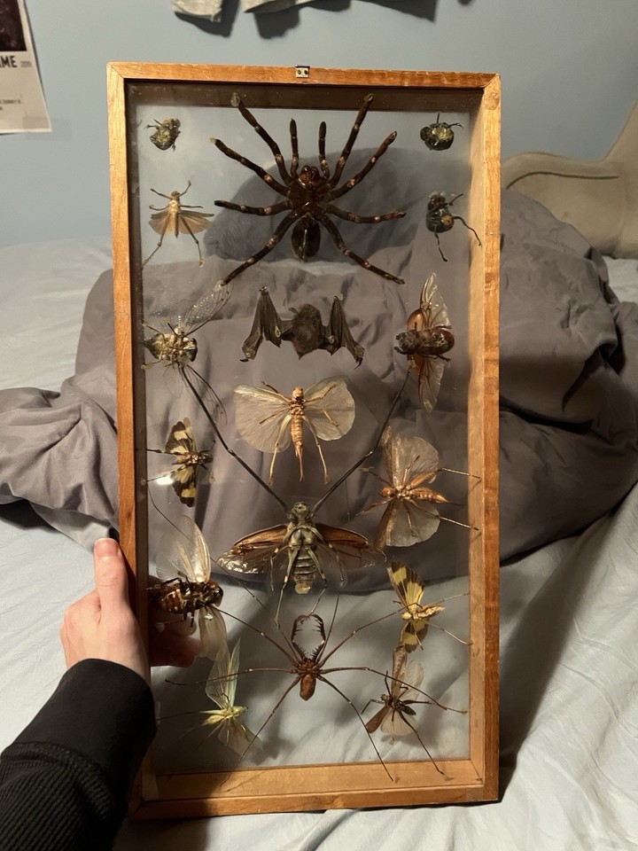 Vintage Real Tarantula Bug Taxidermy Display Framed Box Art 20x10 | eBay