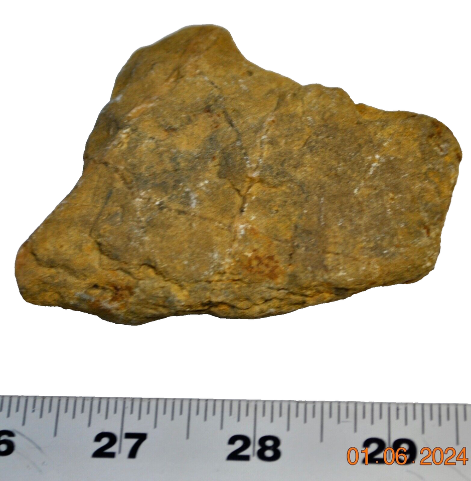 Ankylosaurus Armor Plate - Dermal Scute - Fossil - Genuine | eBay
