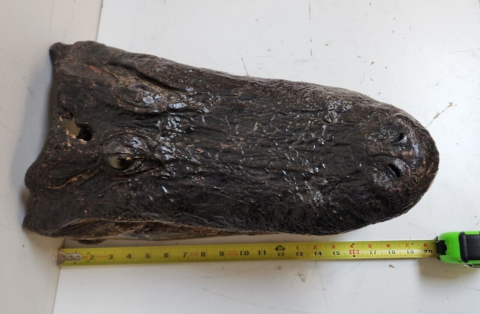 Large 18" Long Alligator Head Mount Real Taxidermy Authentic Swamp | eBay