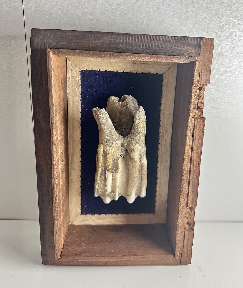 Bison Tooth Mounted In Antique Box. Great Plains Buffalo Fossil, Ice ...