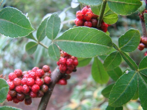 LEMON PEPPER, Andaliman, Zanthoxylum acanthopodium hardy herb shrub or ...
