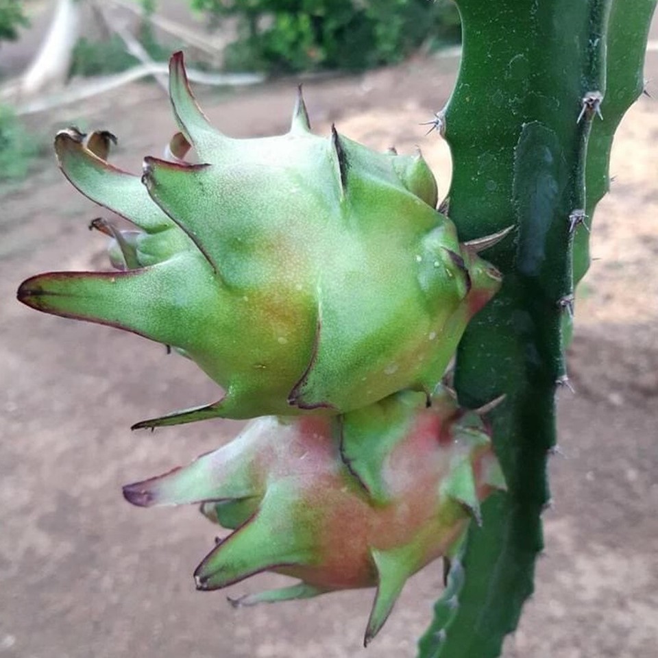Dragon Fruit Rainbow Pitaya Rare Live Cutting Type 10 inch | eBay