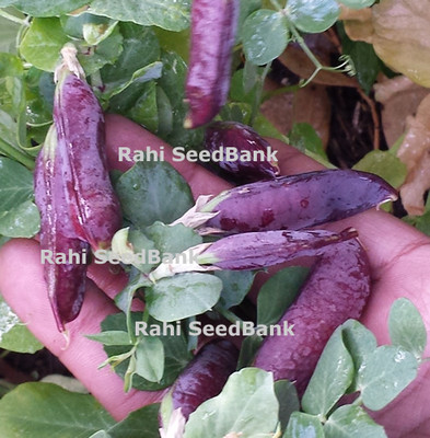 Purple Pea - The Most Rare & Beautiful Purple Pea Variety - 5 Seeds ...