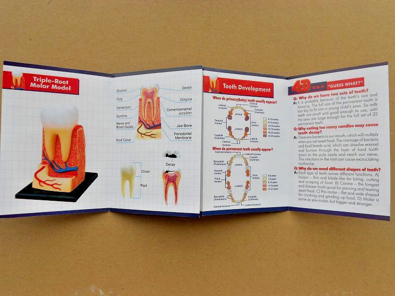 1 Kit 4D Molar Tooth Model Sale Teeth Anatomy Dentist Teach Model Study ...