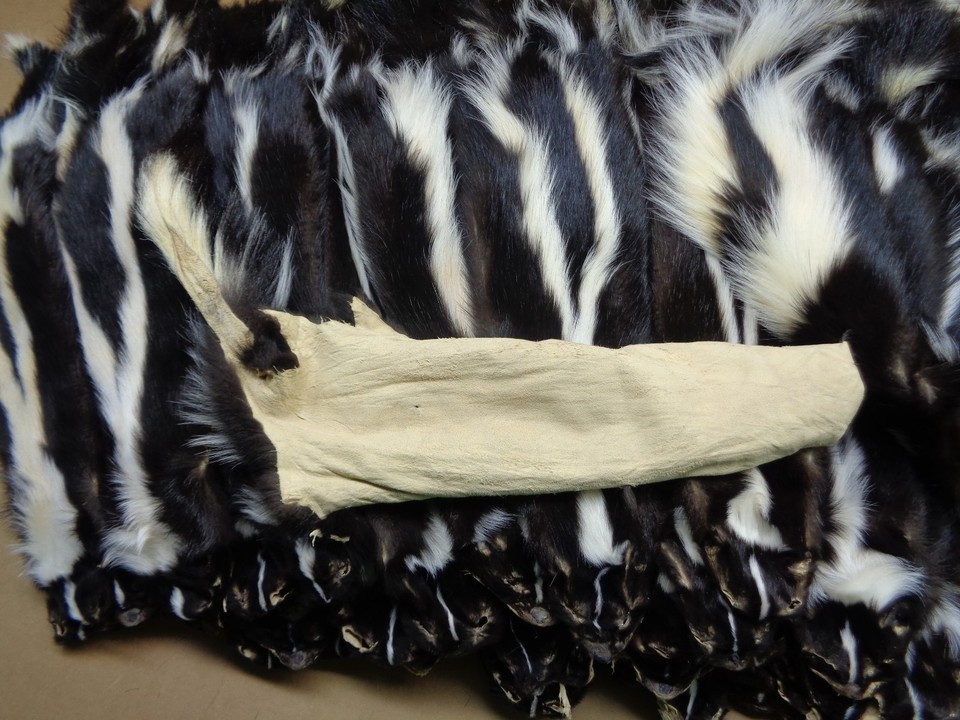 Professionally Tanned #1 XL prime striped skunk hide/skin/fur/gag gift ...