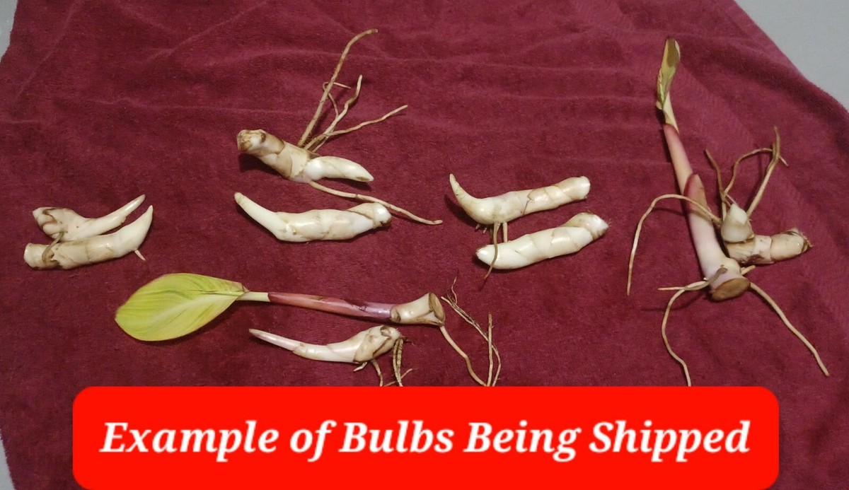 Bulb Plants Examples