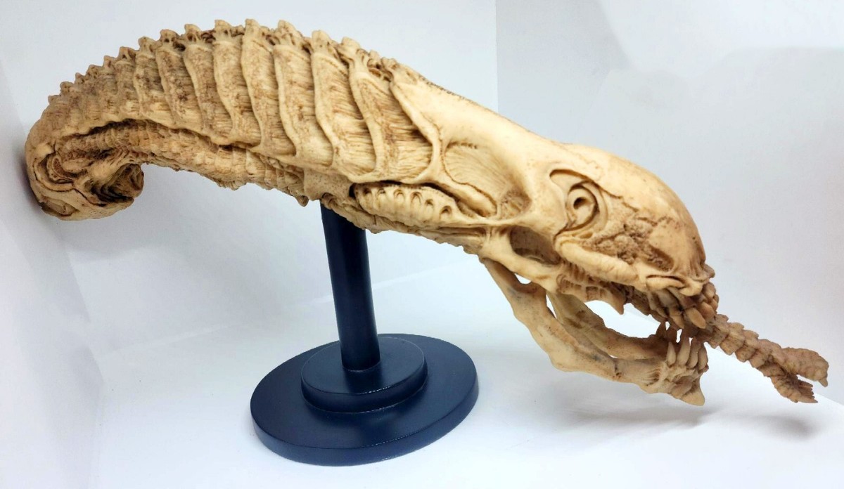 Predator 2 Alien Skull
