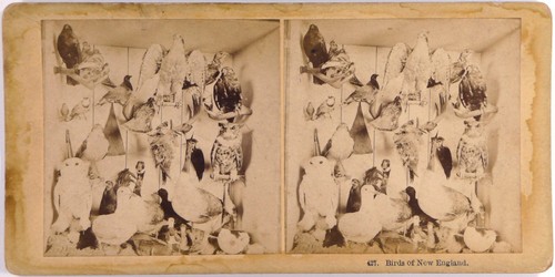 Usa.Etats-Unis.Birds of New England.Photo Albumen Stereo Kilburn ...