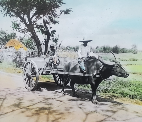 Water Buffalo Pulling Cart, Magic Lantern Glass Slide | eBay