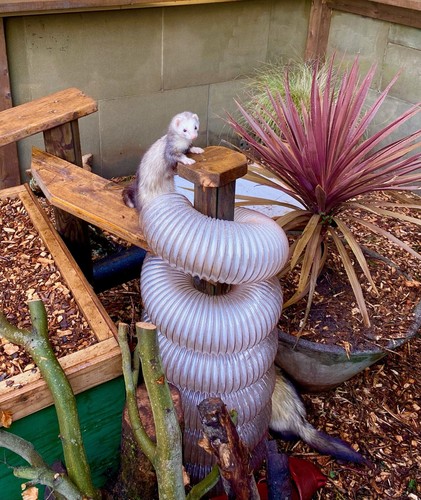 PET RABBIT FERRET RAT MOUSE HAMSTER Flexible Ducting Hose Connector run ...