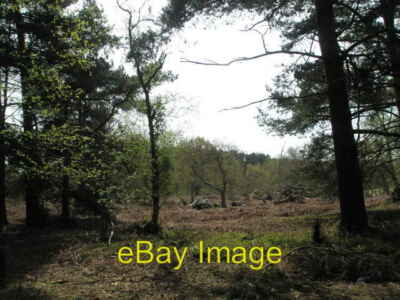 Photo 6x4 Woodland within Mitchell's Common Minsted c2008 | eBay UK