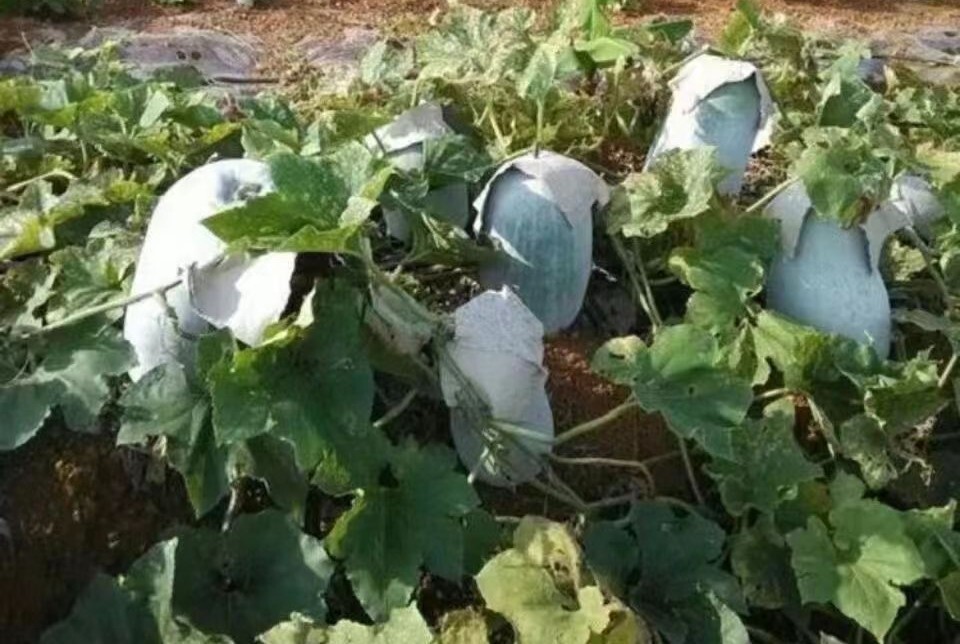 20+ Wax Gourd Seeds White Ash Gourd Winter Melon Dong Gua (Alu) Puhul ...