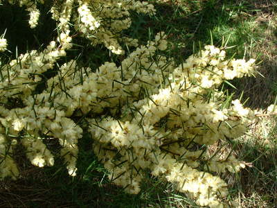 Acacia verniciflua - Varnished Wattle 15 seed | eBay