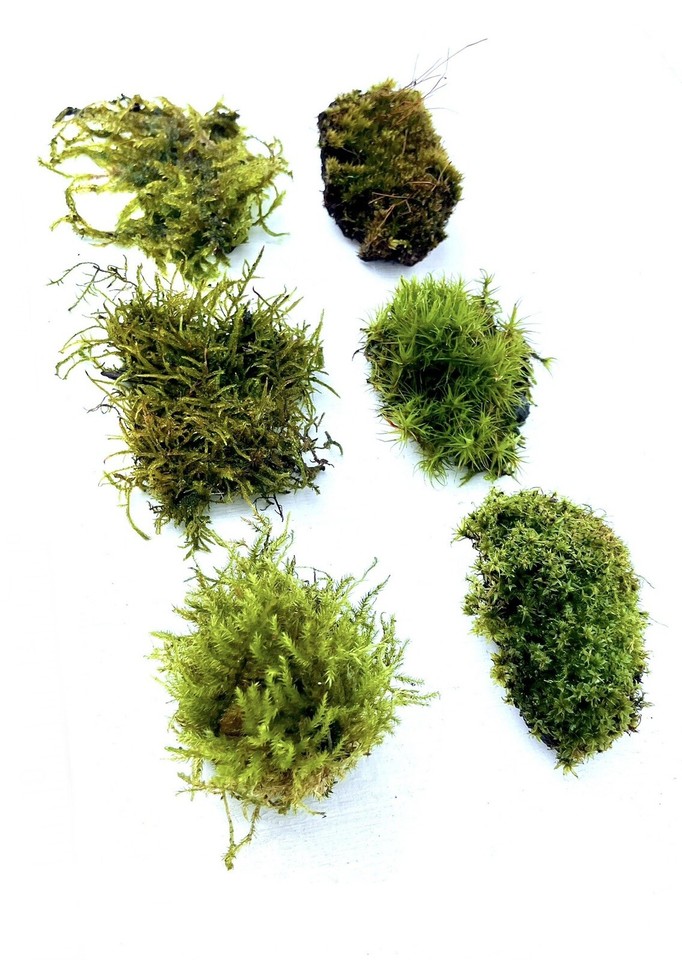 6 Live Moss Mound Pieces for Terrarium Vivarium Fairy garden Living ...