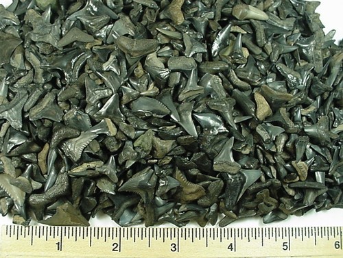 3 Pounds of "Broken" Fossilized Shark Teeth from South Florida | eBay