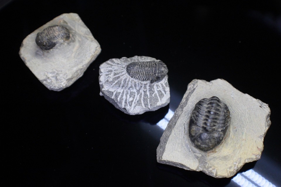 Proetus trilobite (3pc. Lot) | eBay