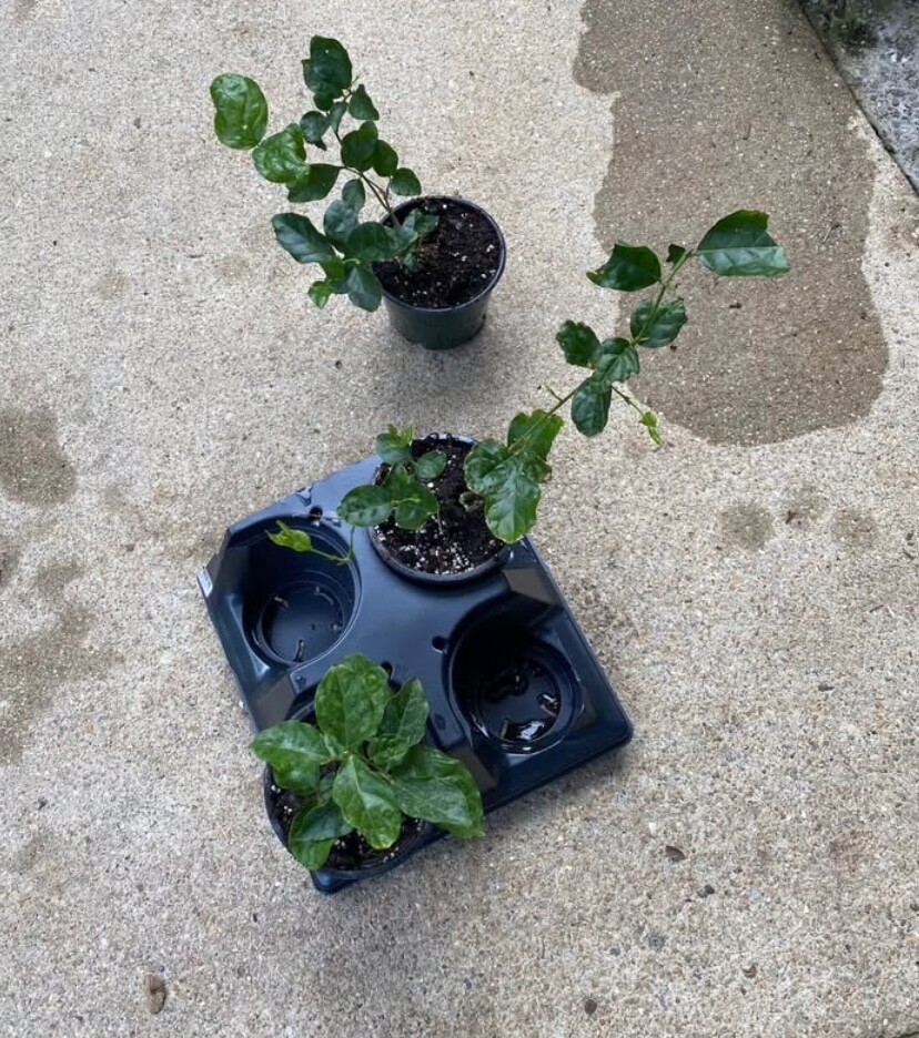 Rare Arabian Sambac Jasmine Mysore Mulli 1-Live Plant Fragrant double ...