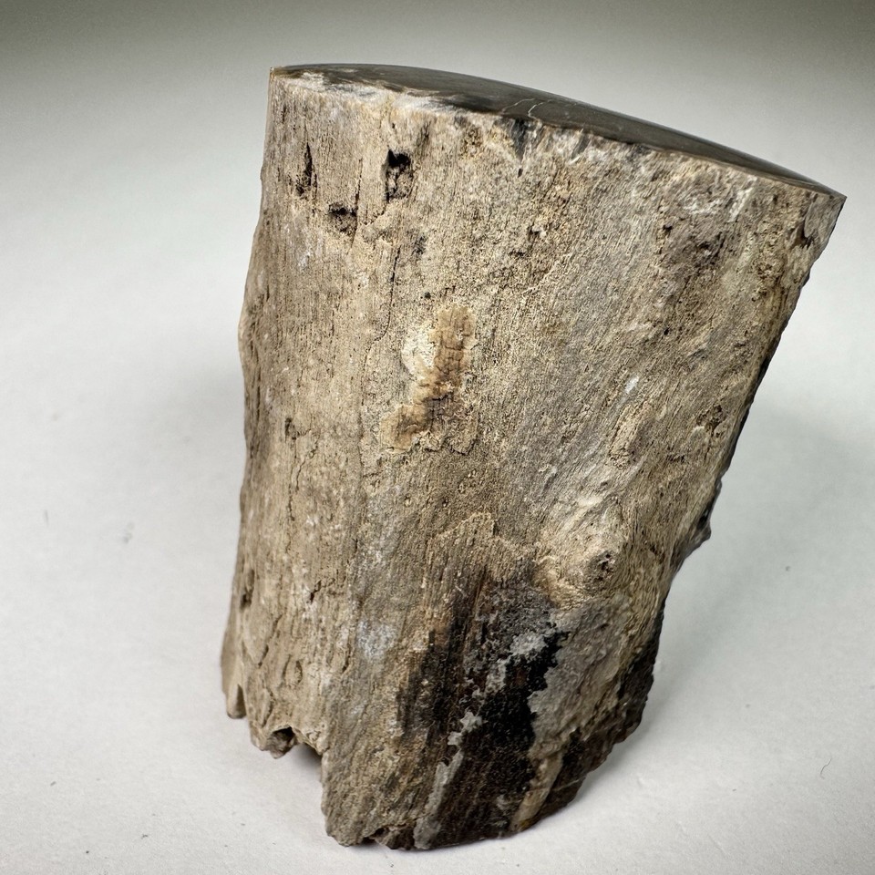 Eden Valley Petrified Wood Blue Forest Wyoming Polished Limb Botryoidal ...