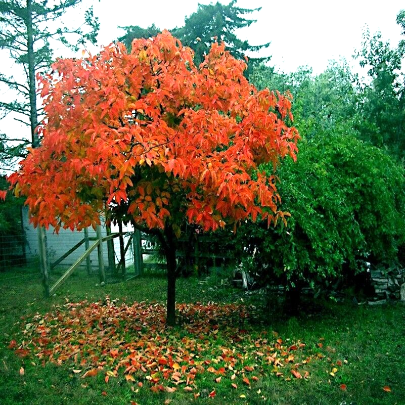 10 JAPANESE PERSIMMON TREE SEEDS (Diospyros Kaki) Asia Hardy Garden ...