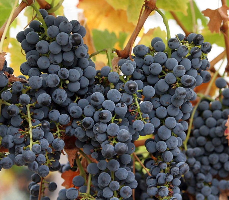 Grapes Fruits On Trees
