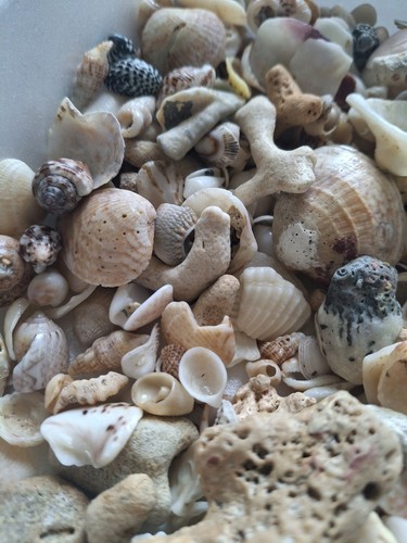 Sea Shell Mix (20) PC | eBay