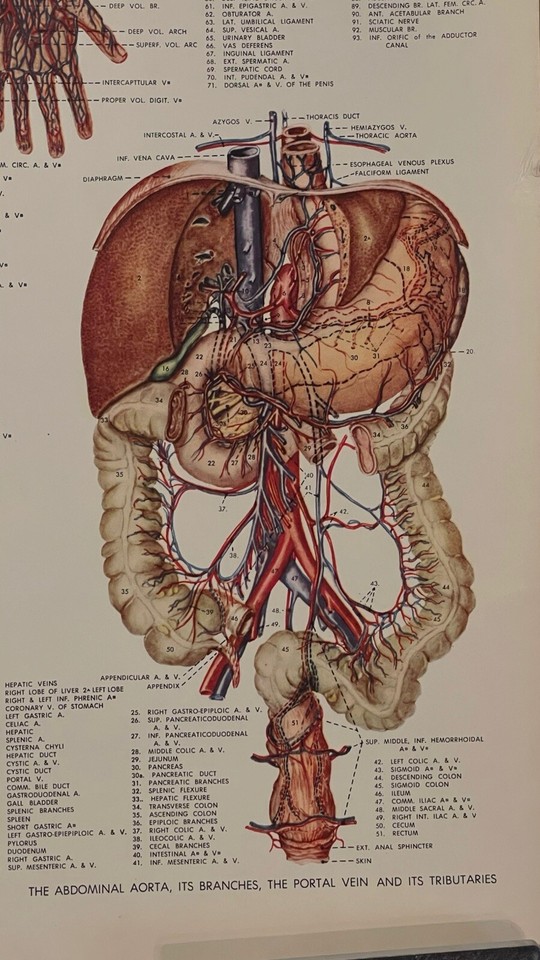 4 Antique Anatomy Posters 1947 /9 Peter Bachin Anatomical Charts 20x26 ...