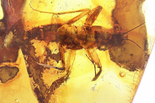 Extremely Rare Adult Praying Mantis Mantodea Fossil insect Baltic amber ...