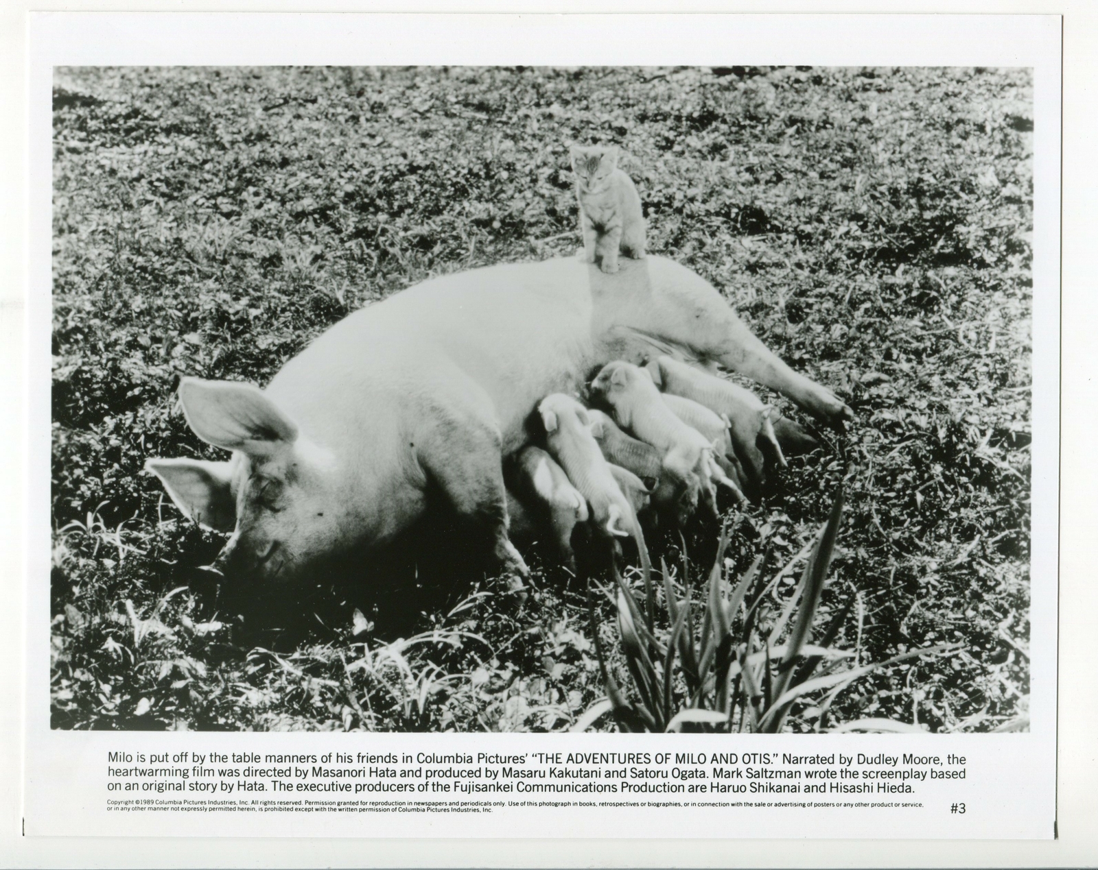 Adventures Of Milo And Otis-8x10-B&W-Still-Adventure-Family-NM | eBay