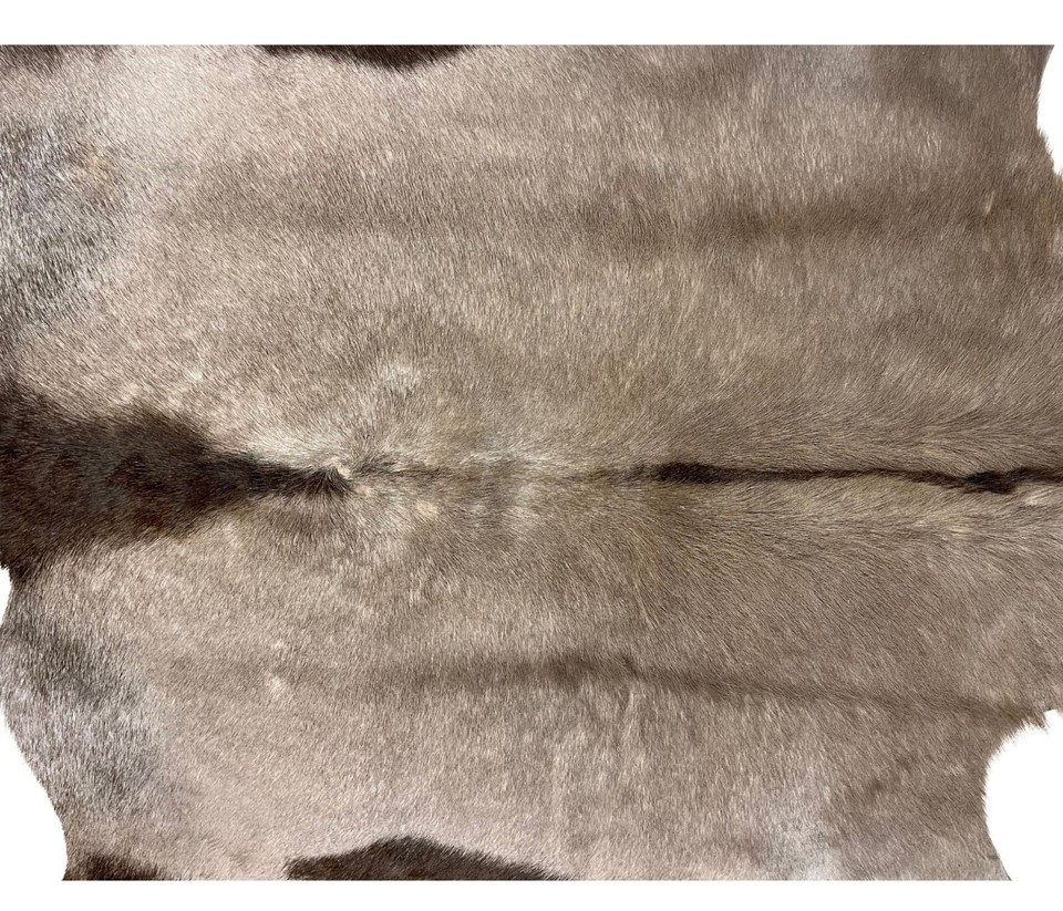AFRICAN GENUINE GEMSBOK / GEMSBUCK HIDE SKIN RUG -SUPERB | eBay