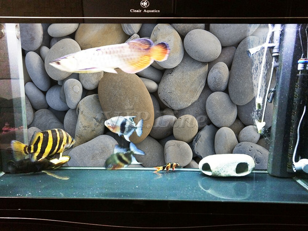 Discus Fish Tank Decoration