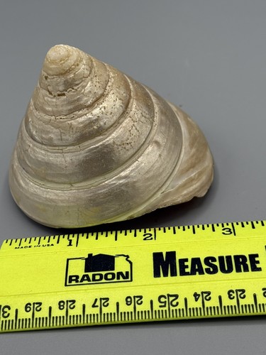 Trochus Shell Complete Mother Of Pearl Look! | eBay