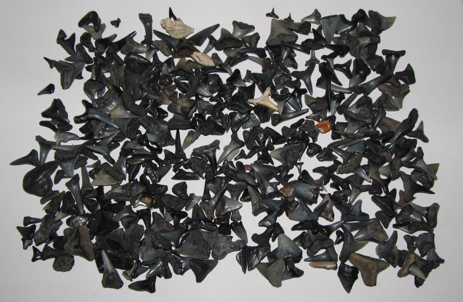 Mixed Lot of small Megalodon Sharks Tooth Fossil Teeth Tooth #1 | eBay