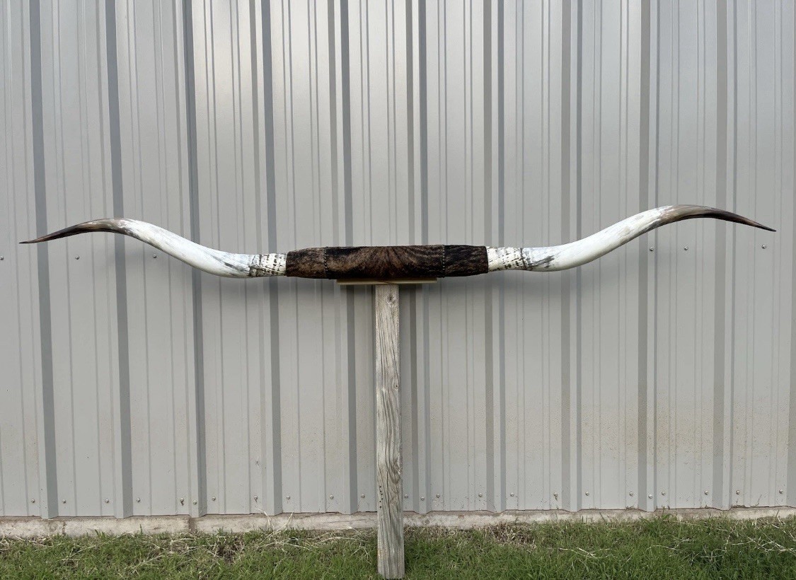 MOUNTED STEER HORNS 8 FEET 3 INCH WIDE LONGHORN POLISHED MOUNT BULL COW ...