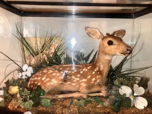 White Tailed Fawn Taxidermy Mount. Paper Work From MN DNR. Museum ...