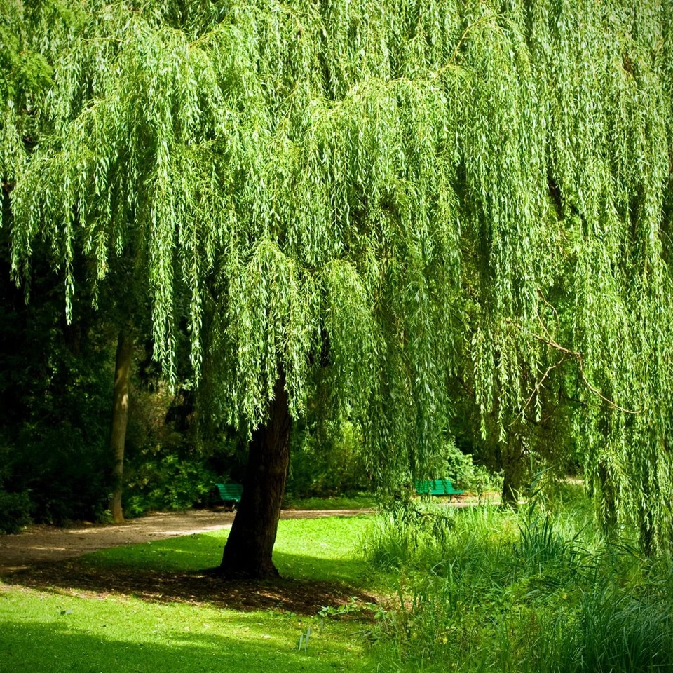 🇺🇸 Bonsai Green Weeping Willow Tree Thick Trunk Willow Rare Bonsai 5 ...