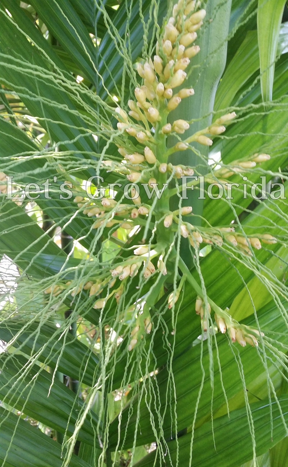 Areca triandra, “Perfume Palm Tree” | eBay