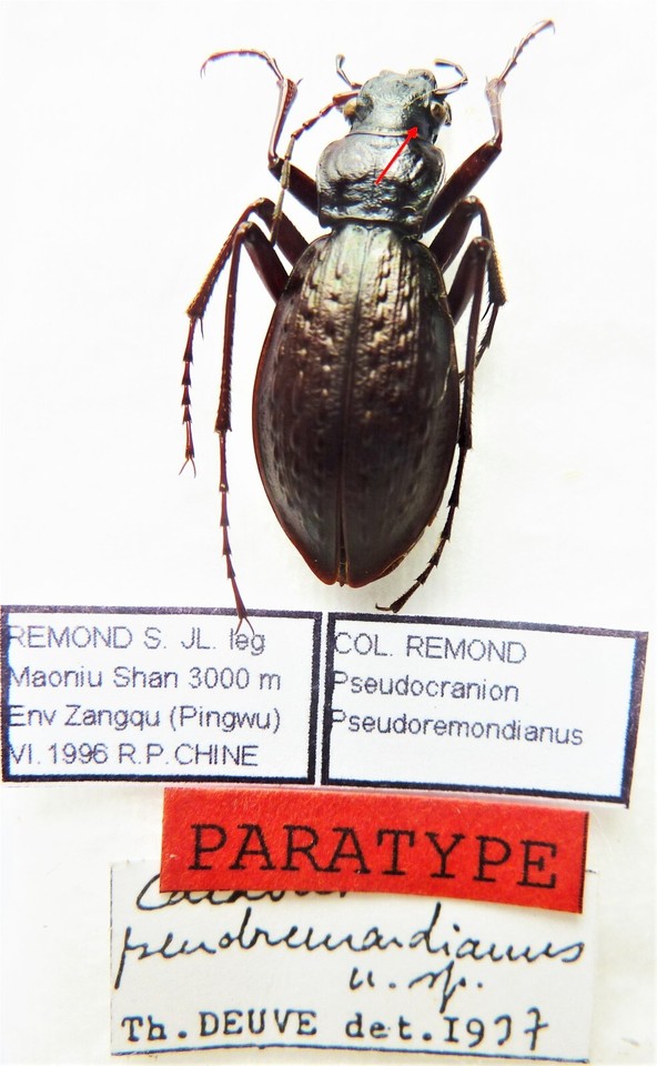 Carabus pseudocranion sackeni pseudoremondianus PT (female A2) from ...