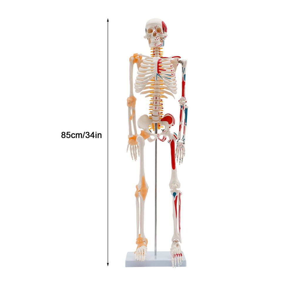 34 Inch Human Skeleton Model Half Life Size Freestanding Human Skeleton ...