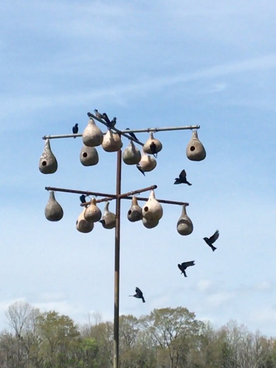 Purple Martin House Gourds