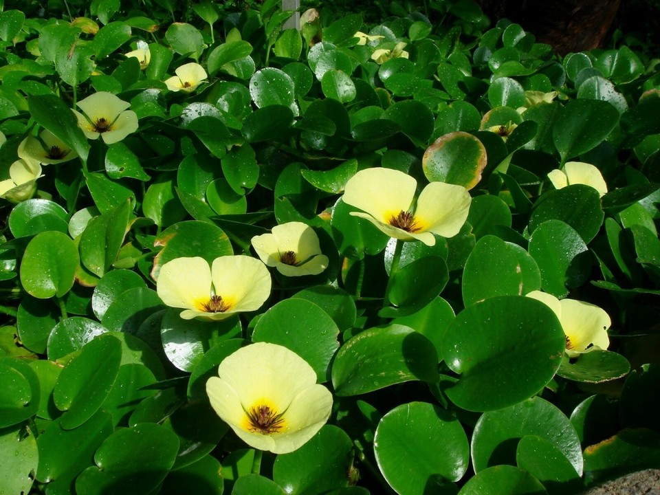 Water Poppy Tropical Aquatic Marginal Surface Pond/Bog Plant - Buy 2 ...