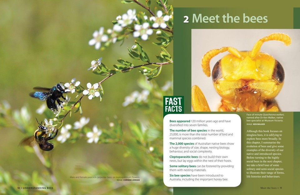 Tim Heard Australian Stingless Bees | Native Bee Book | OATH Beehive ...