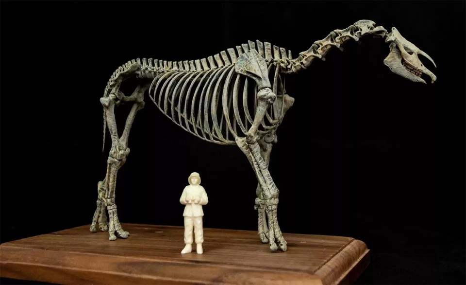 VWUVWU 1/35 Paraceratherium lepidum Skeleton Model Dinosaur Animla ...