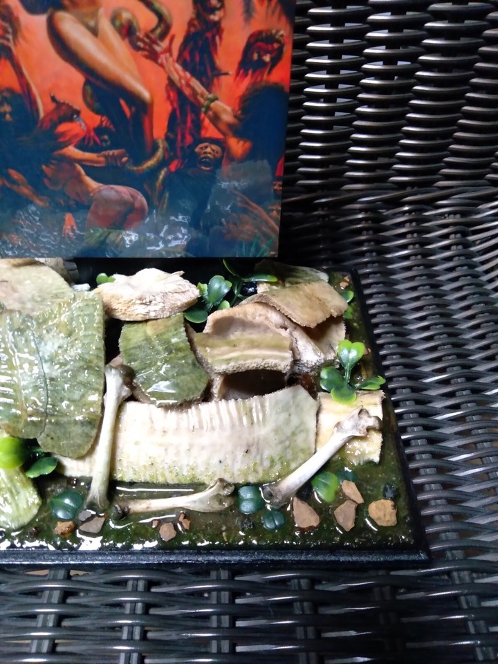 Cannibal holocaust Custom Horror Statue, Taxidermy Turtle, Horror Prop ...