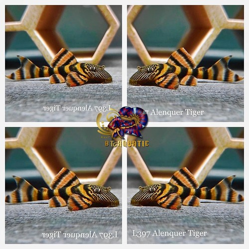 L397 Pleco Live (Size 3 - 4cm) Alenquer Tiger Pleco - High Quality ...