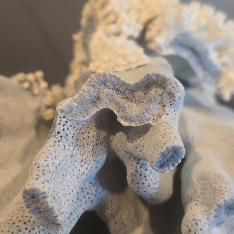 Blue Gray Heliopora Coerulea Reef Petrified Decorative Coral | eBay